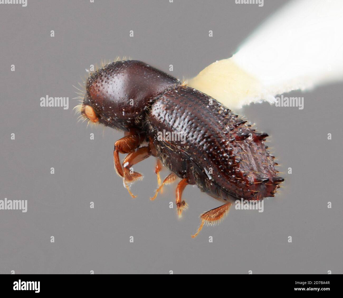 Pinned, Madden Forest, Canal Zone, Panama, Xyleborinus tribulosus Wood ...