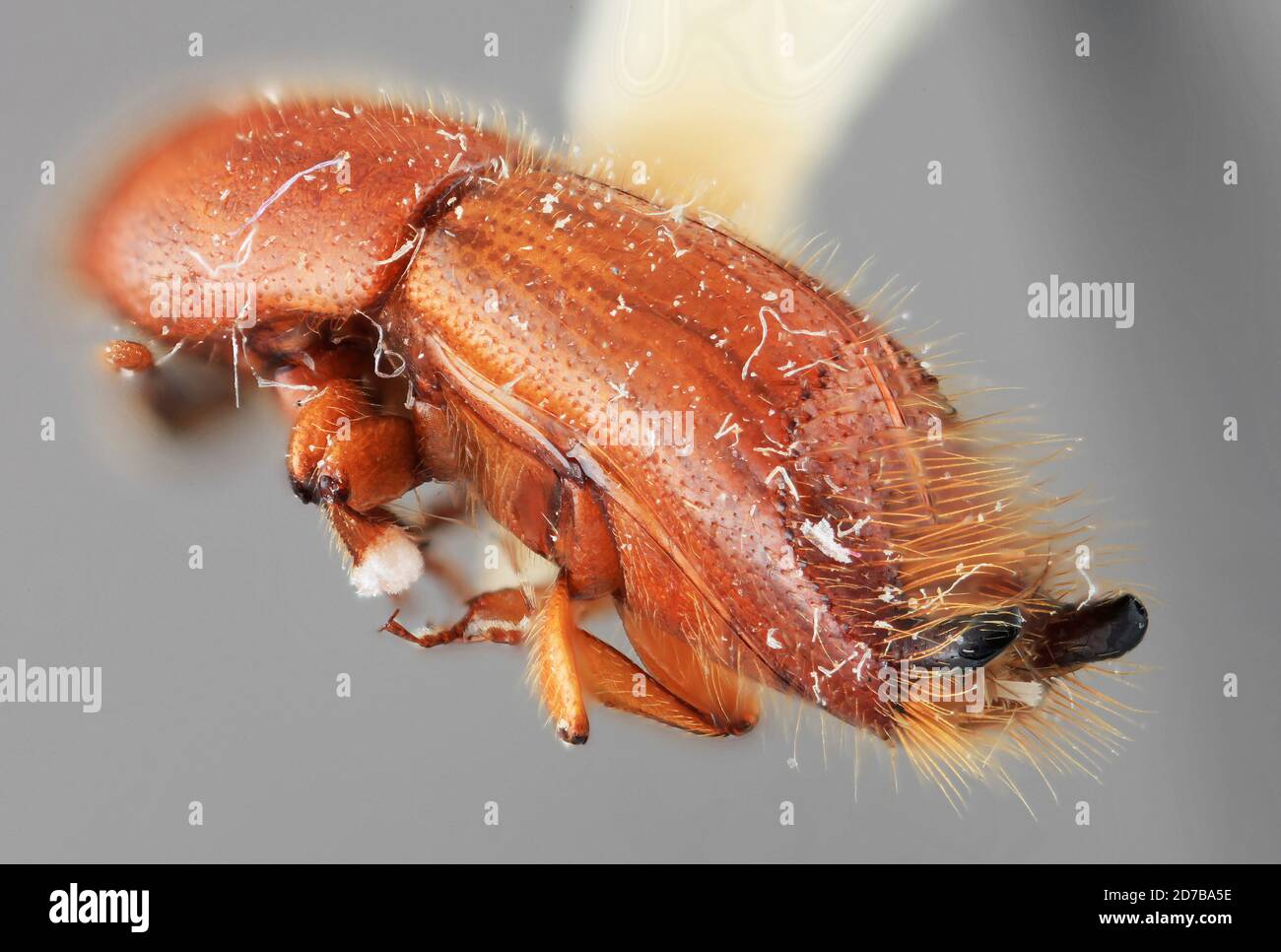 24 au 31 x 1989 h p aberlenc leg hi-res stock photography and images ...