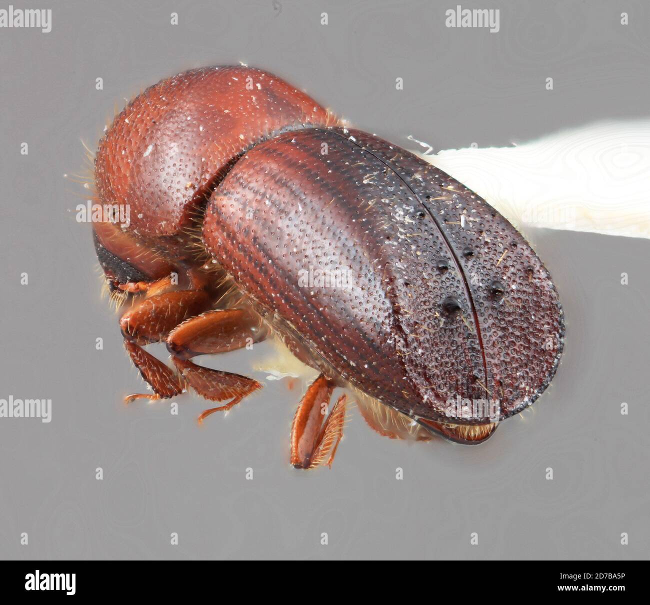 Pinned, San Isidro del General, San Jose, Costa Rica, Xyleborus ...