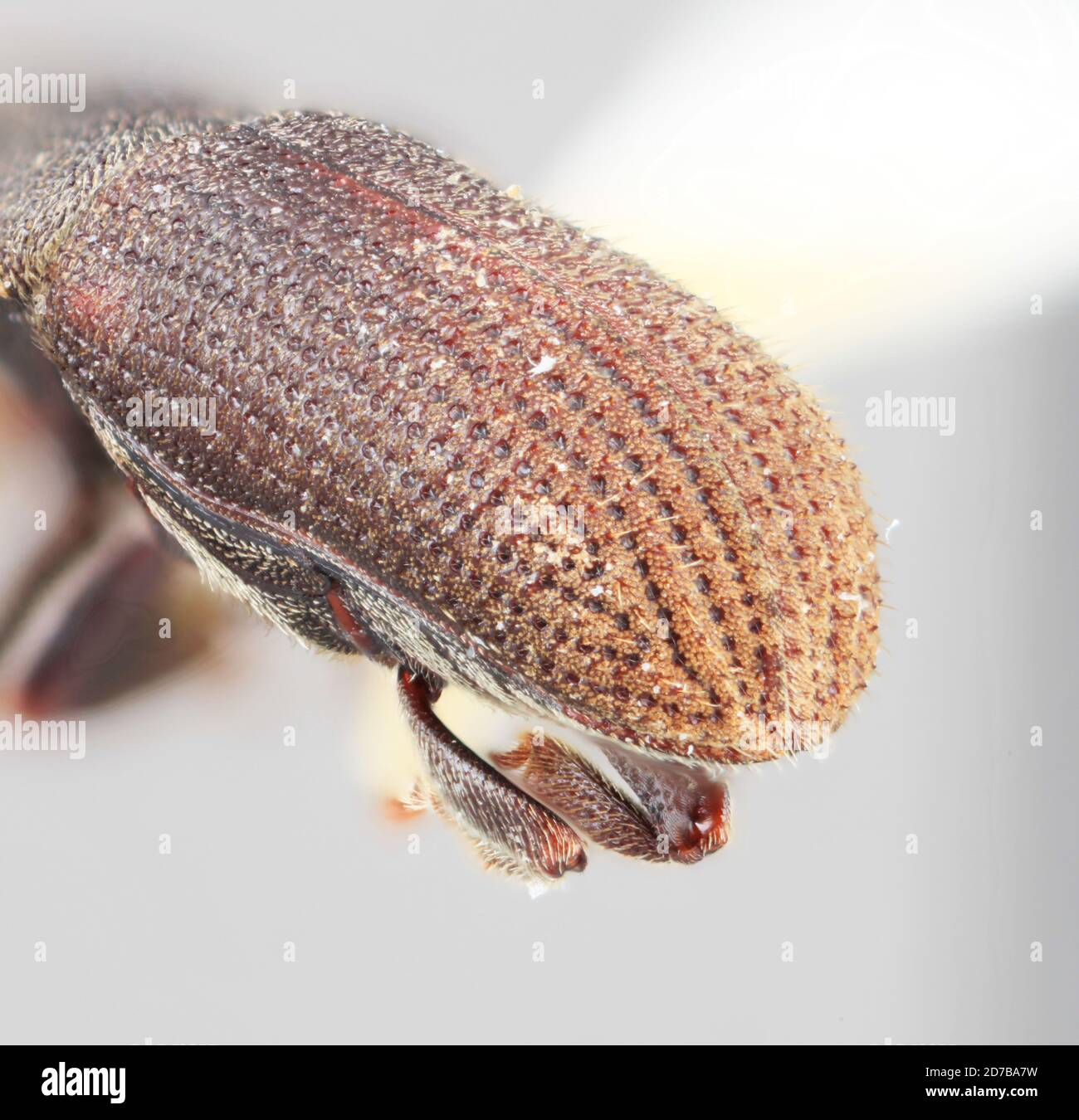 Pinned, Summit Lake, Shasta, California, United States, Hylurgops ...