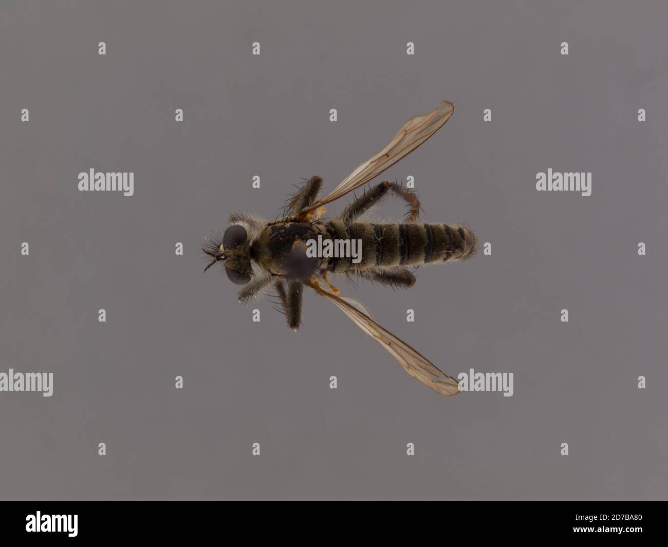 Pinned, Mount Adams, Yakima, Washington, United States, Lasiopogon ...