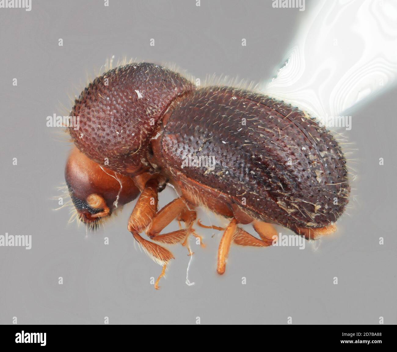 Pinned, 30km E of Palmar, Bolivar, Venezuela, Ambrosiodmus alexae Wood ...