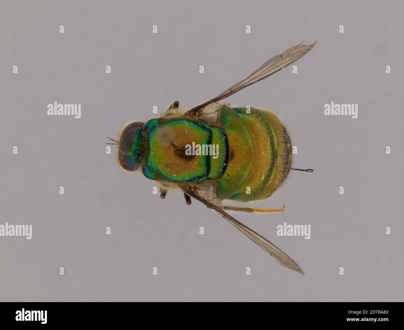 3 miles south of Santa Ana, San Jose, Costa Rica, Lasia colei Aldrich ...