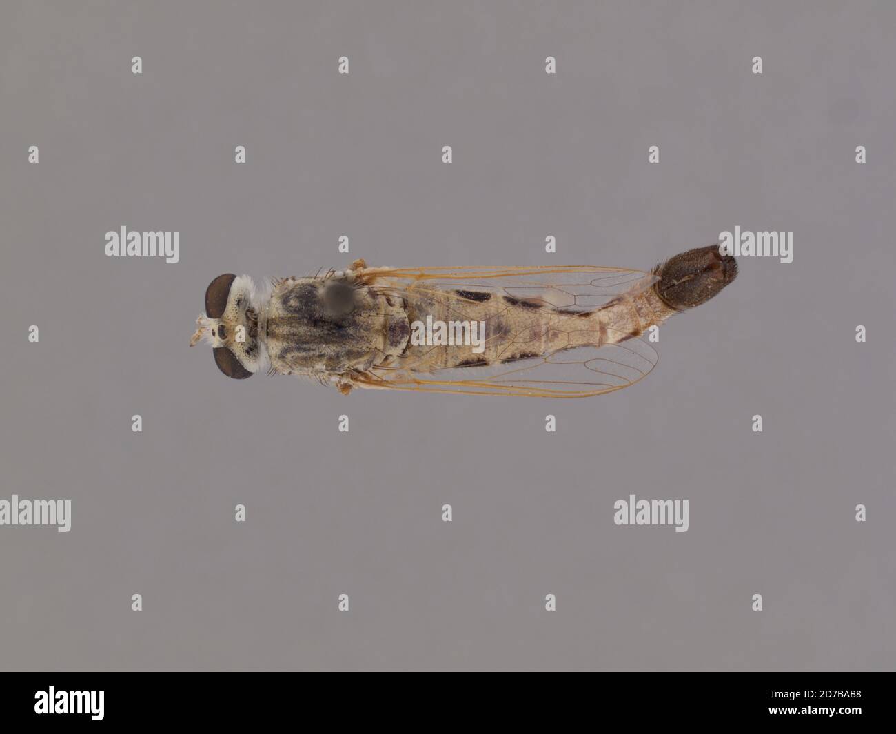 Gila Valley, Graham, Arizona, United States, Apiocera (Pyrocera ...