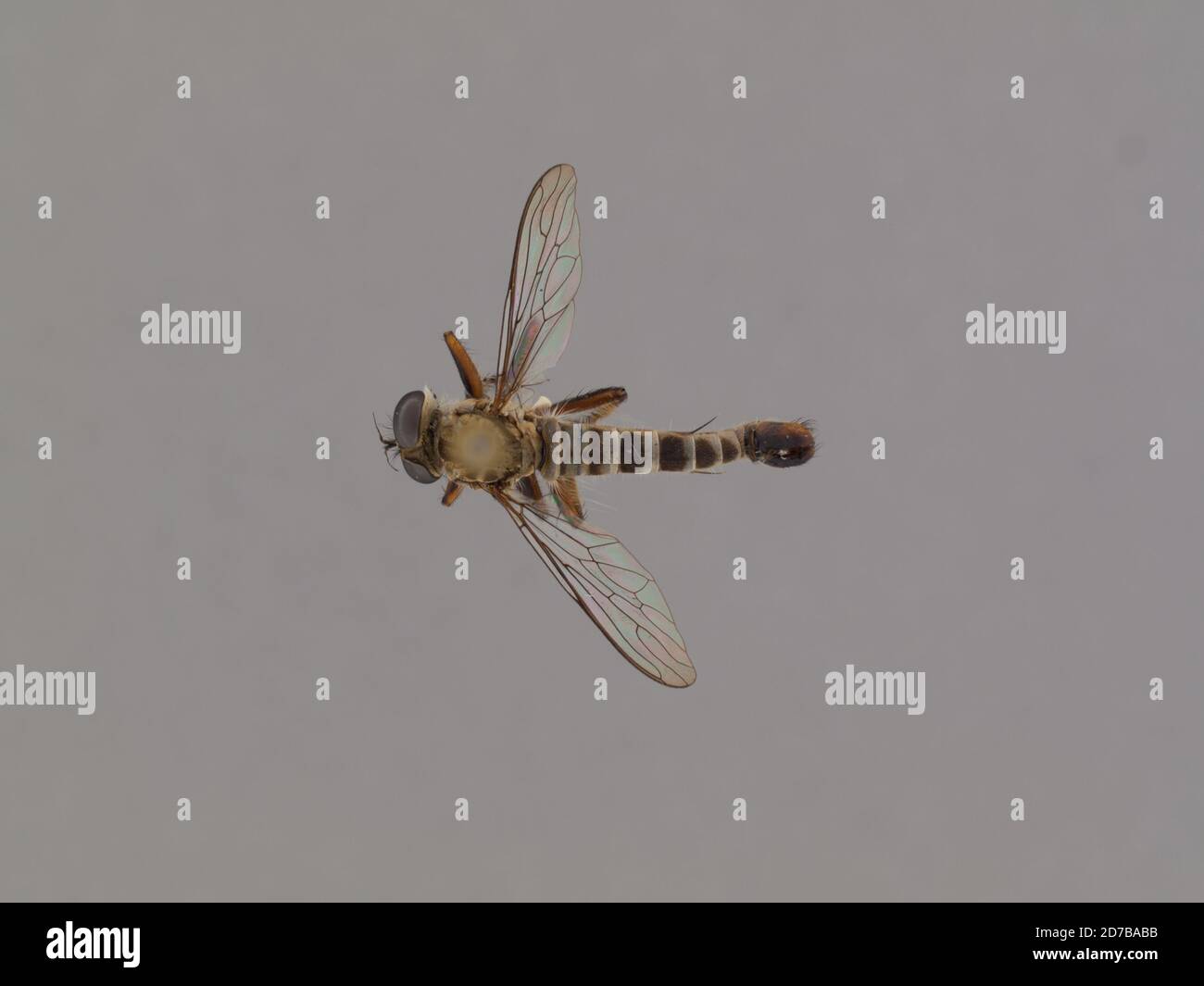 Rd 237 2 km road balneario ingenito hi-res stock photography and images ...