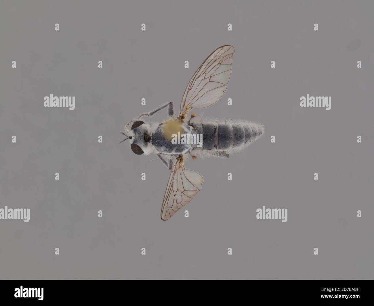 17 km s kota kinabalu hi-res stock photography and images - Alamy