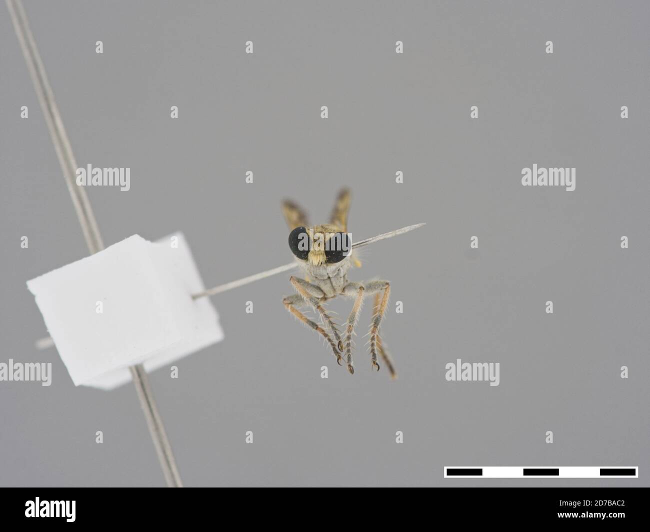 De Zeekoe Guest Farm, Olifantsrivier margin, Western Cape, South Africa ...