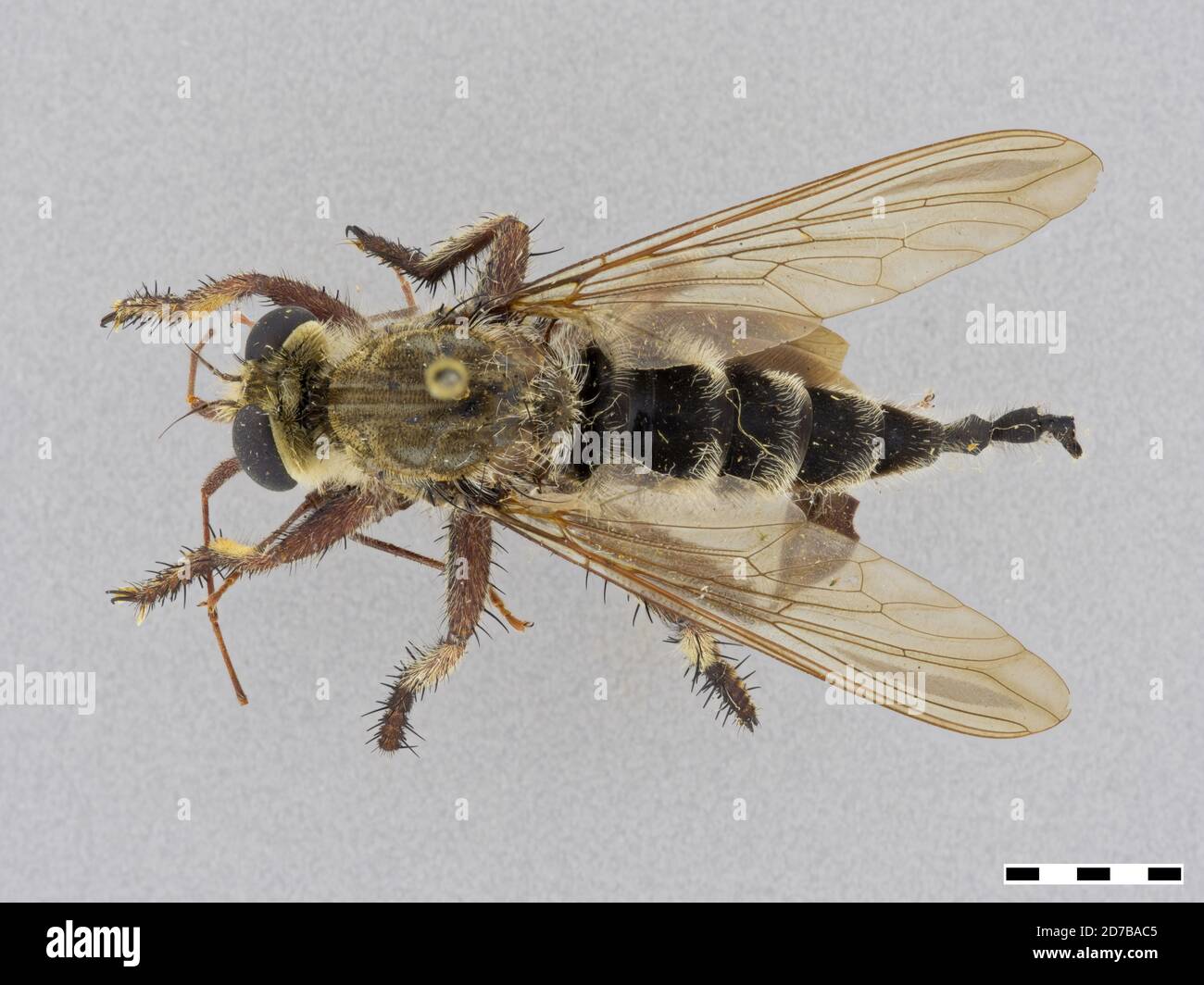 Anniston, Calhoun, Alabama, United States, Promachus bastardii ...