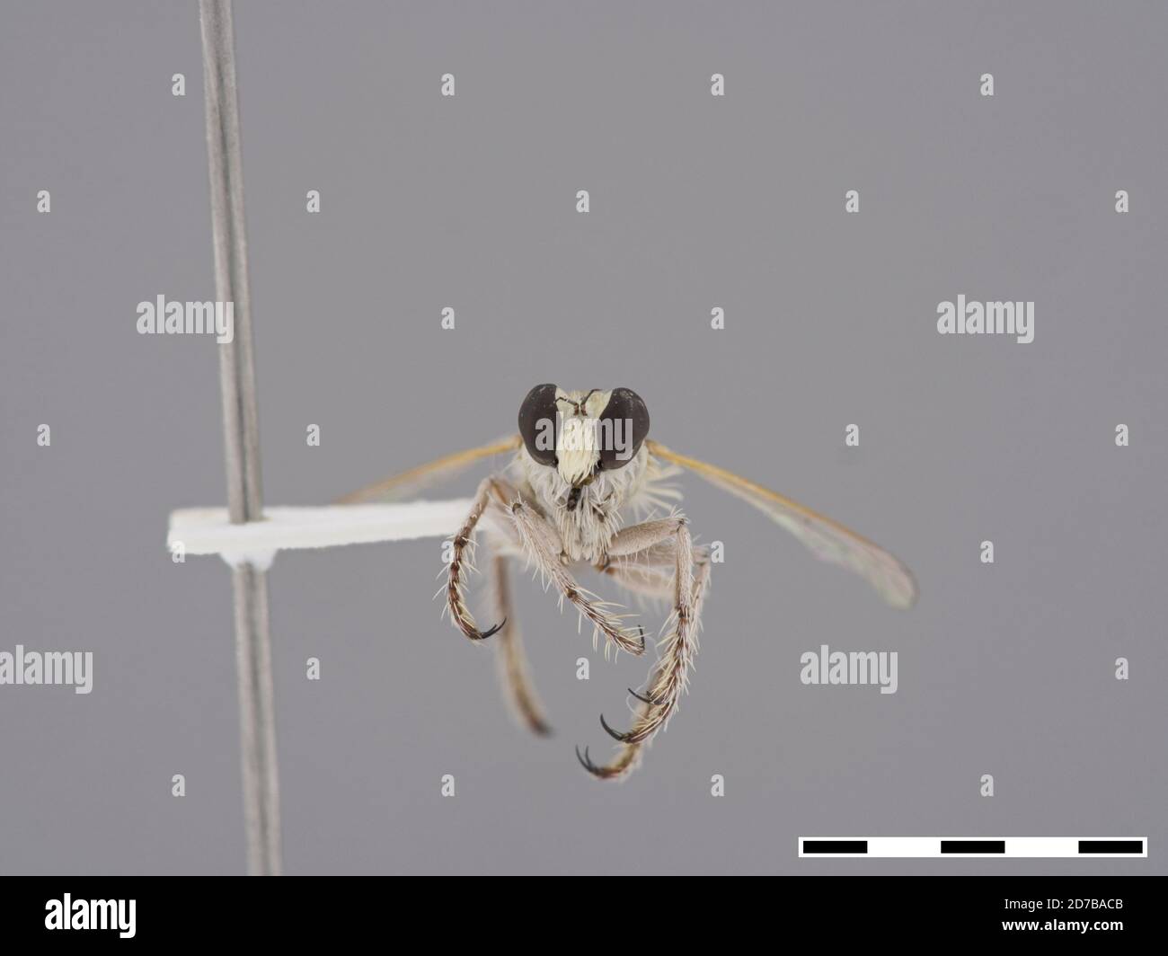 Ile Warramous, point at west side beach, 5 km SSE Djibouti, Djibouti ...