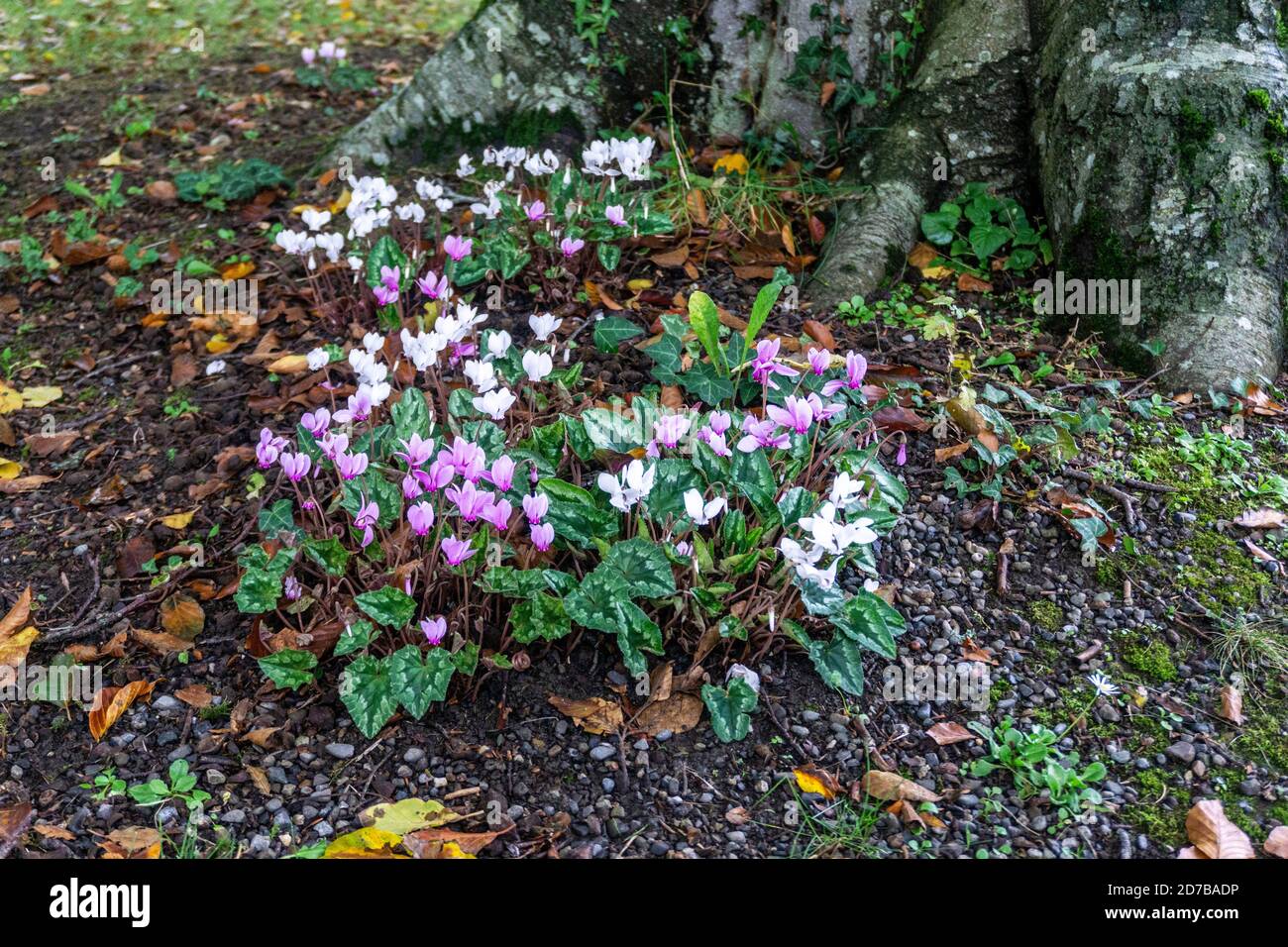 Cyclamen flowers growing beside the roots of a tree. in autumn Stock ...