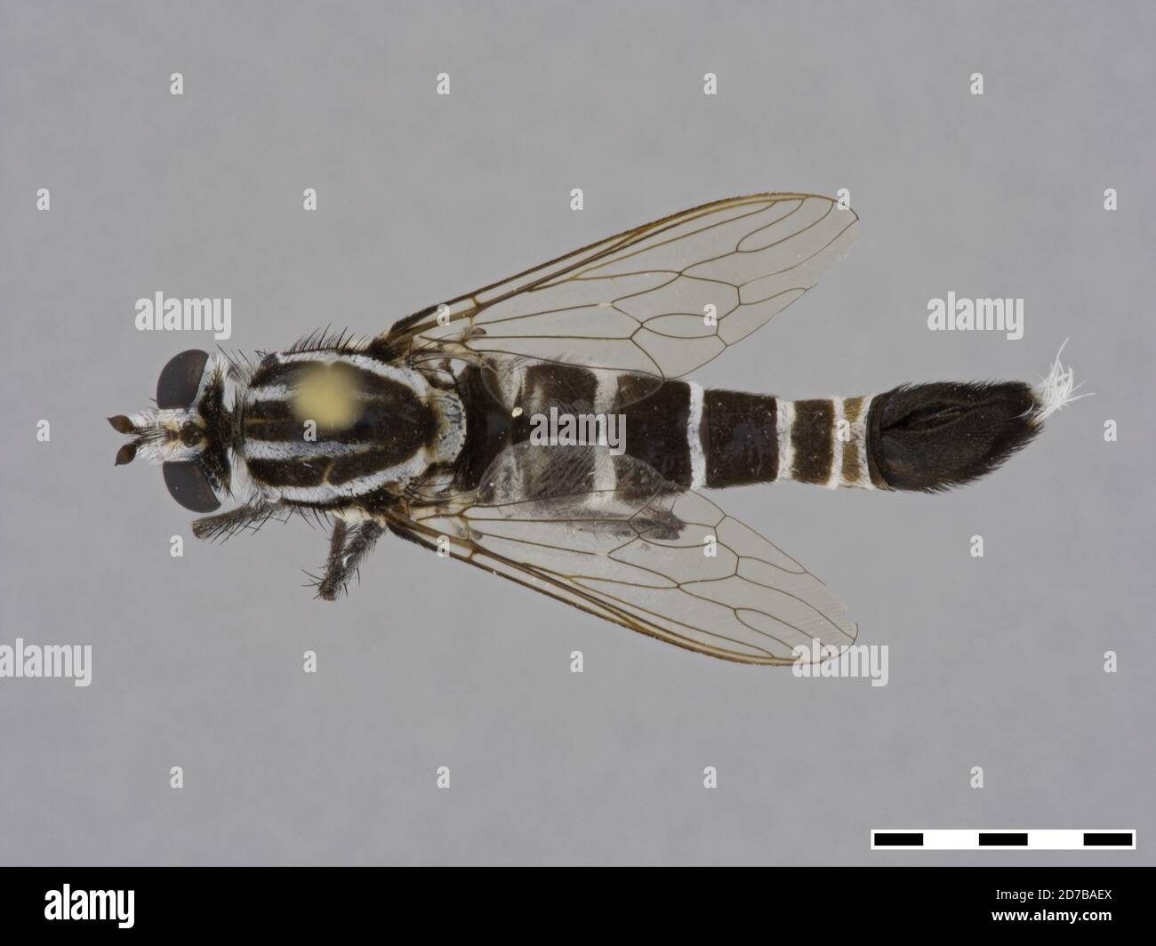 Aberdeen Nature Reserve, Eastern Cape, South Africa, Apiocera ...