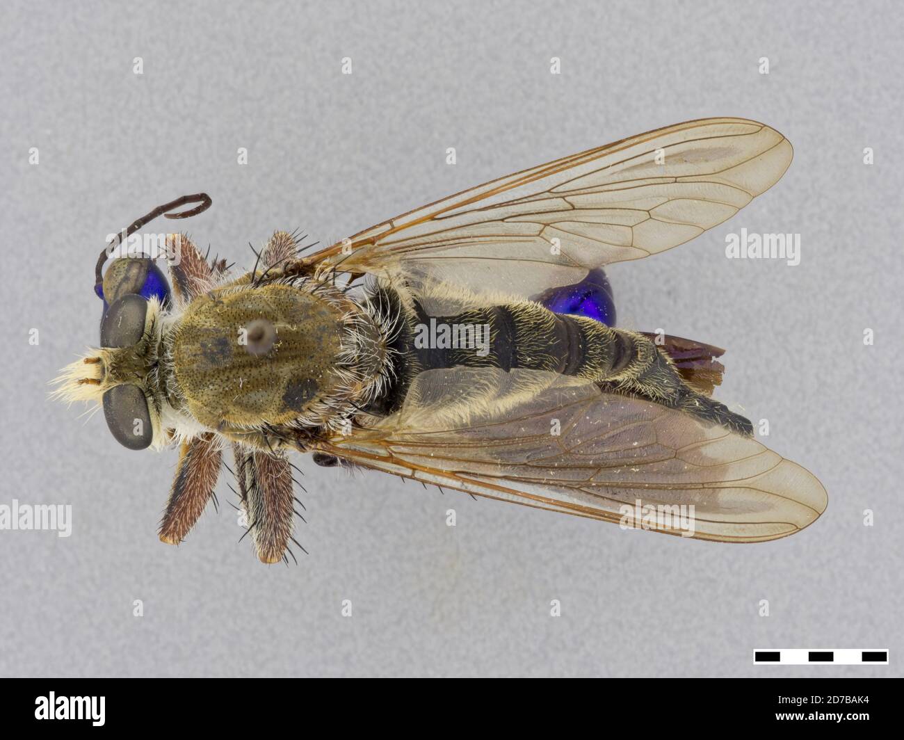 Dolomite, Tooele, Utah, United States, Promachus truquii Bellardi, 1861 ...