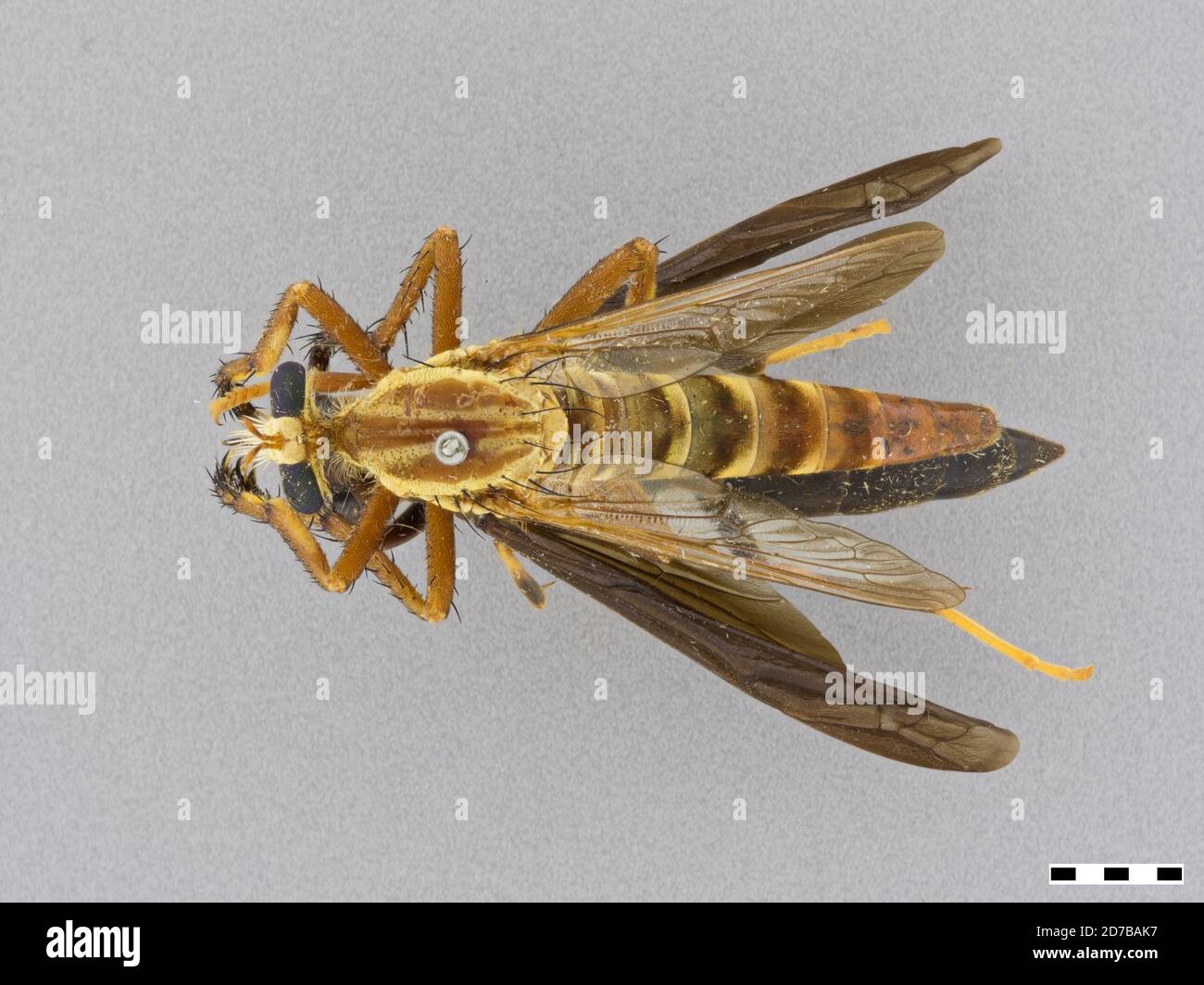 Symmachus hi-res stock photography and images - Alamy