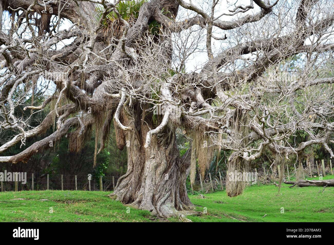 Hanging roots hi-res stock photography and images - Alamy