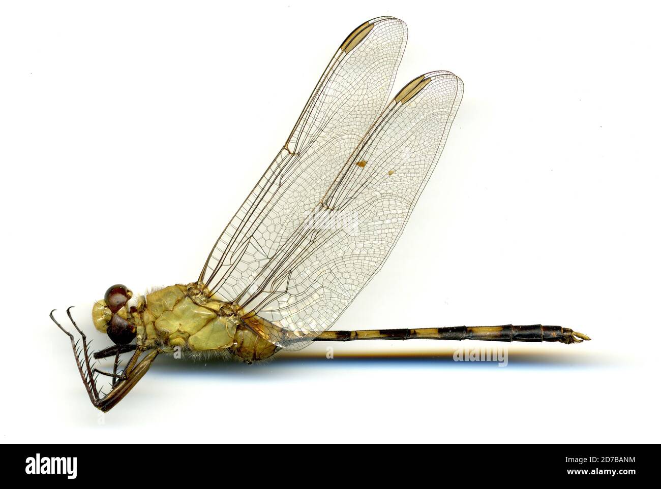 Everglades National Park, Miami-Dade, Florida, United States, Erythemis ...