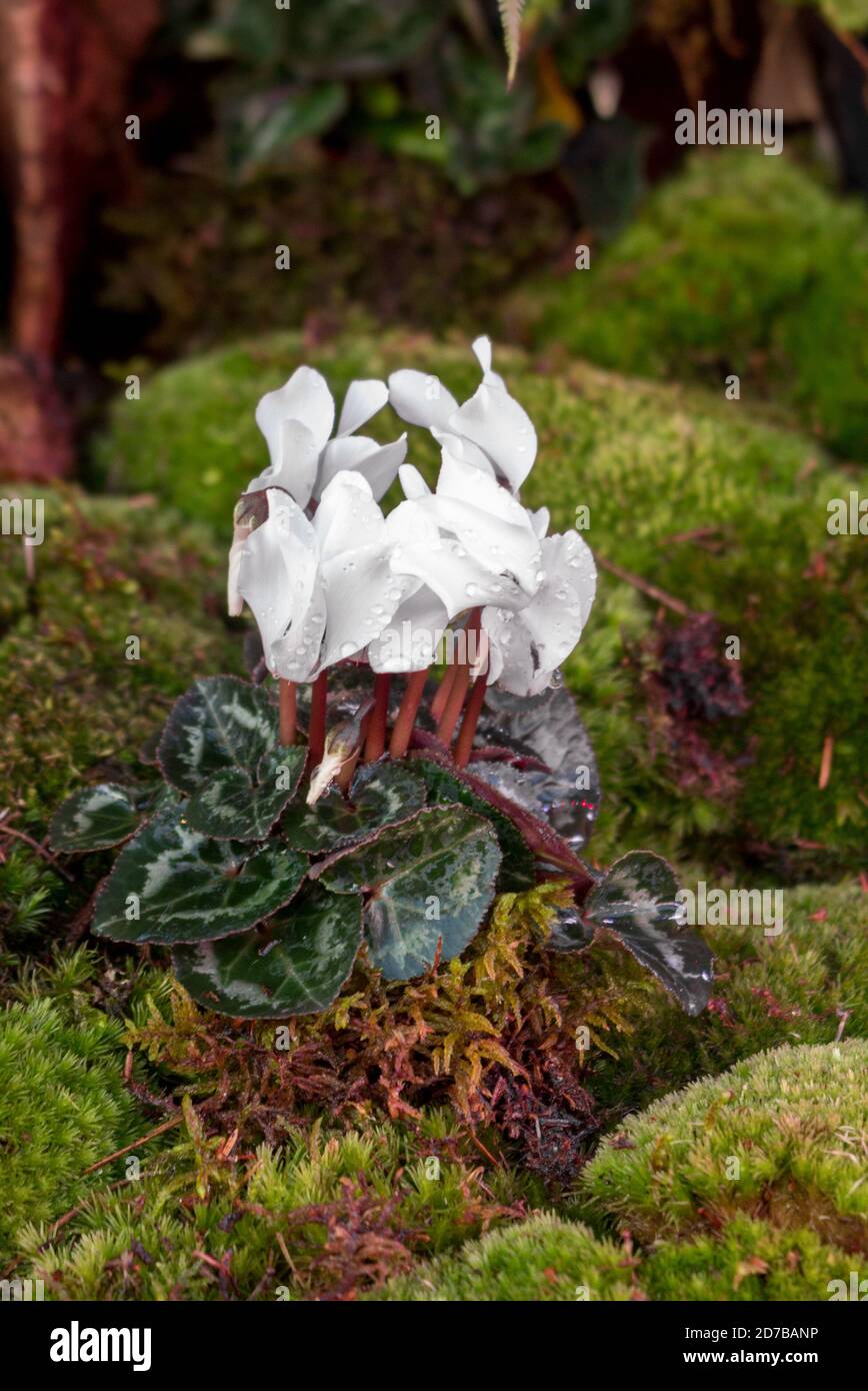 Cyclamen flowers and moss in a closed garden. Landscape, garden flower ...