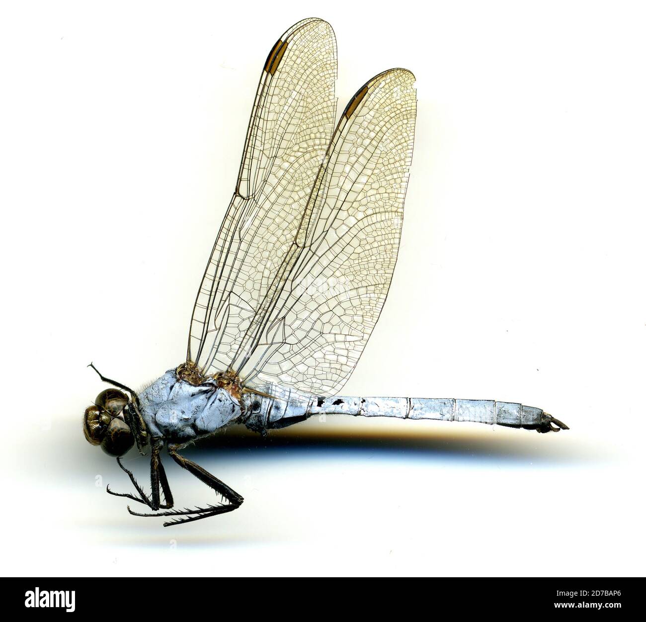 Tucson, Lower Sabino Canyon below dam at Bear Canyon Road, Pima ...