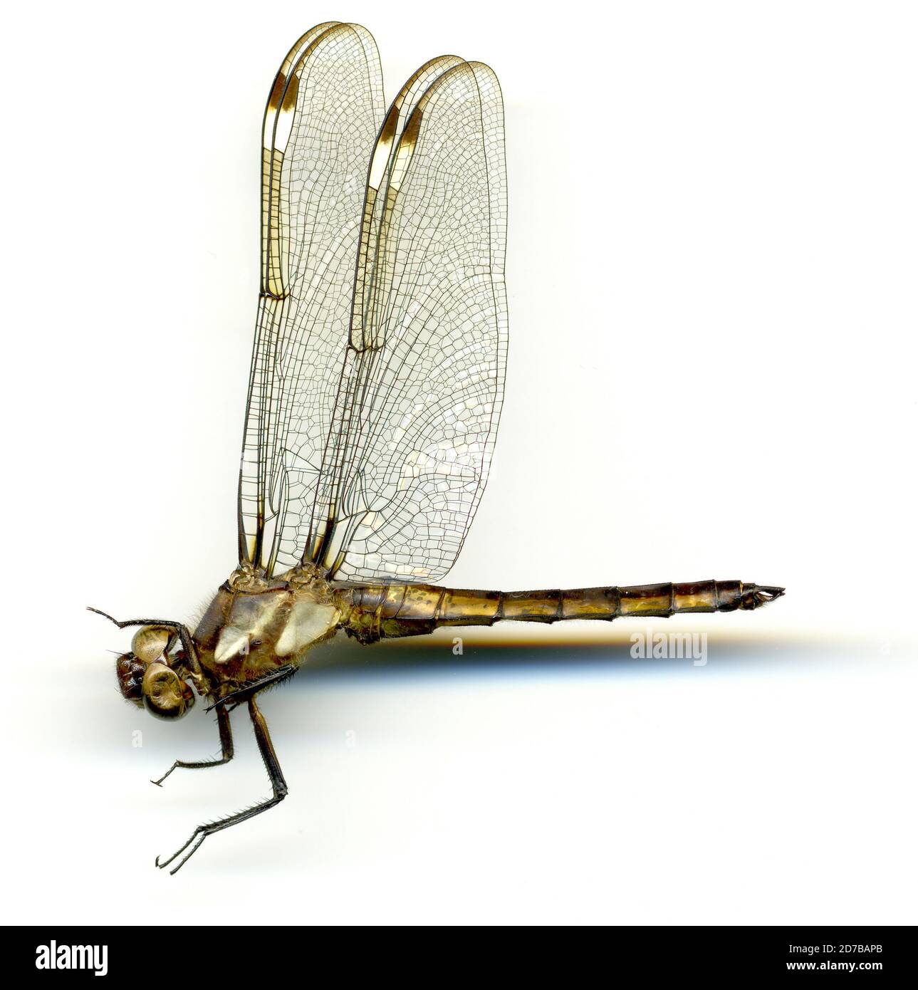 Deerfield, Rockingham, New Hampshire, United States, Libellula cyanea ...