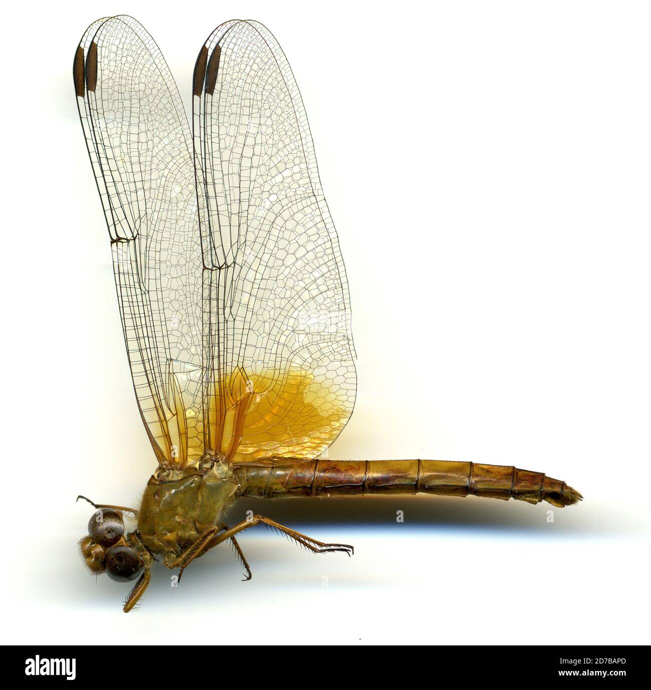 Rt. 190, km 687, 7.5 miles south El Camaron, Oaxaca, Mexico, Dythemis ...