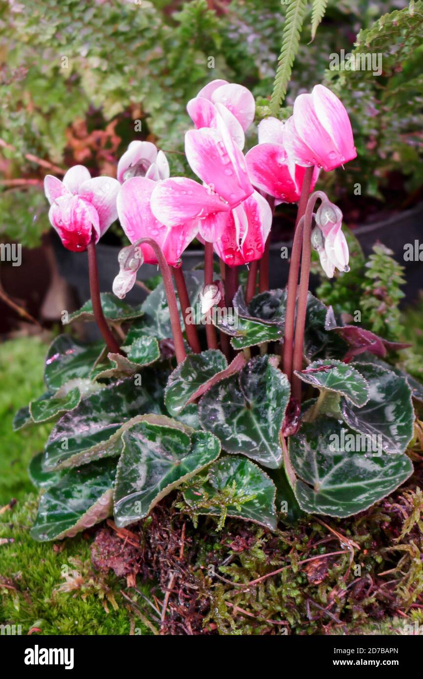 Cyclamen flowers and moss in a closed garden. Landscape, garden flower ...