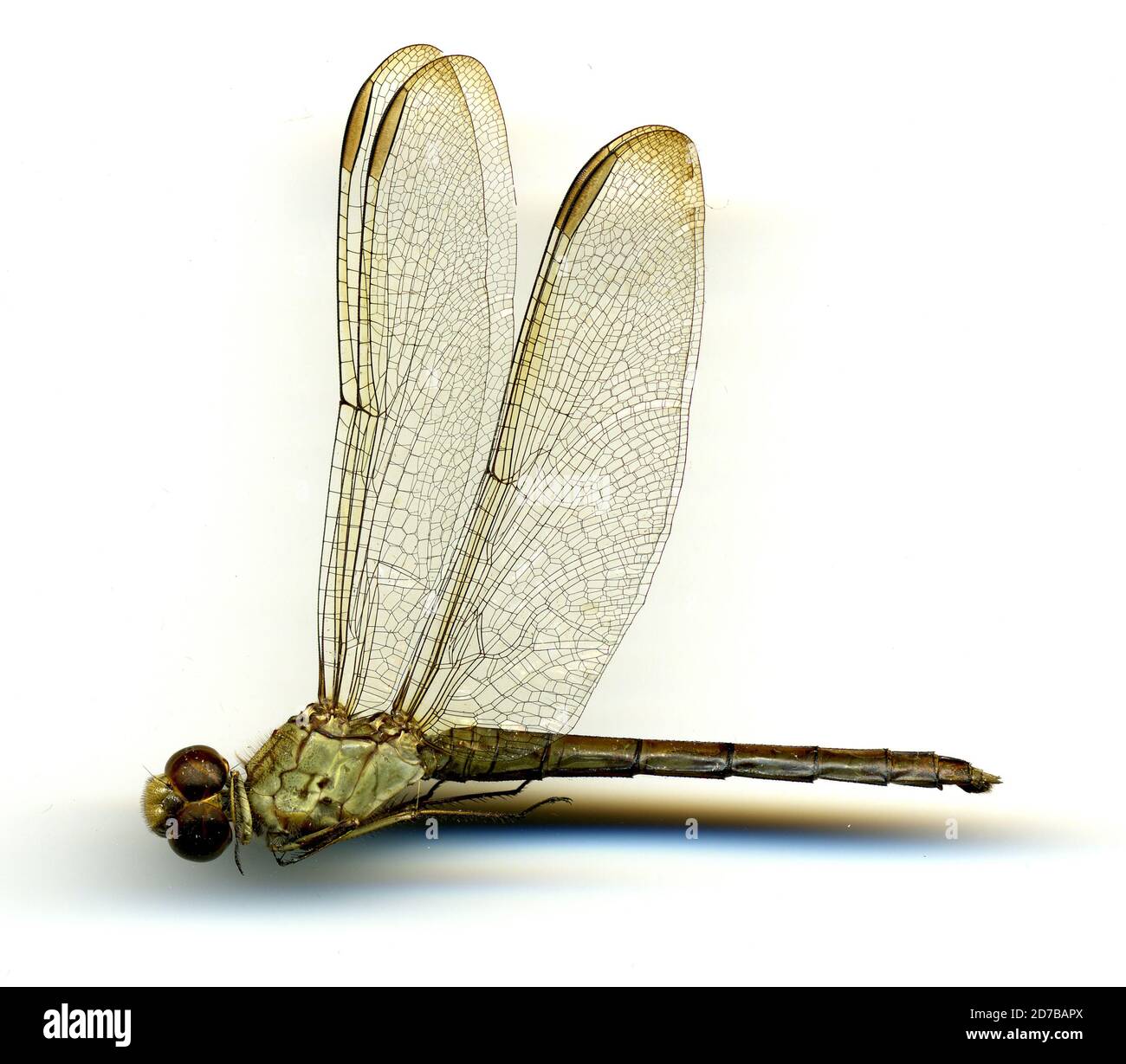 Cudjoe key Cut Out Stock Images & Pictures - Alamy