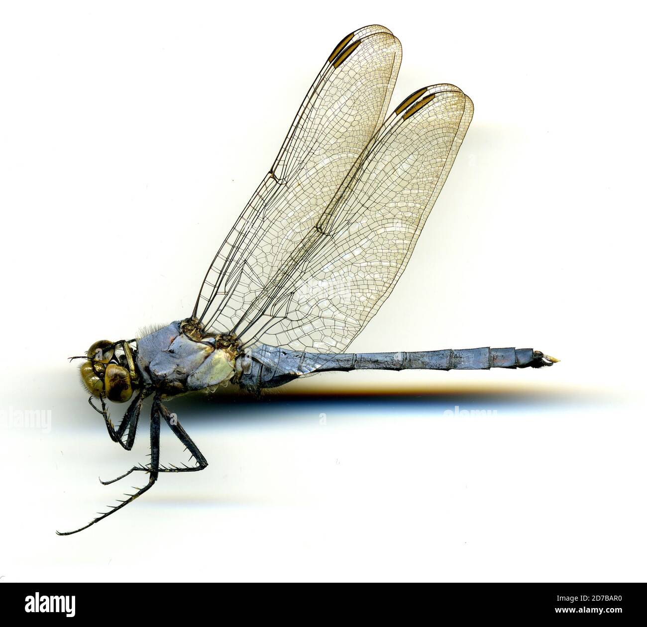 Fish ponds, South Pence Springs, Summers, West Virginia, United States ...