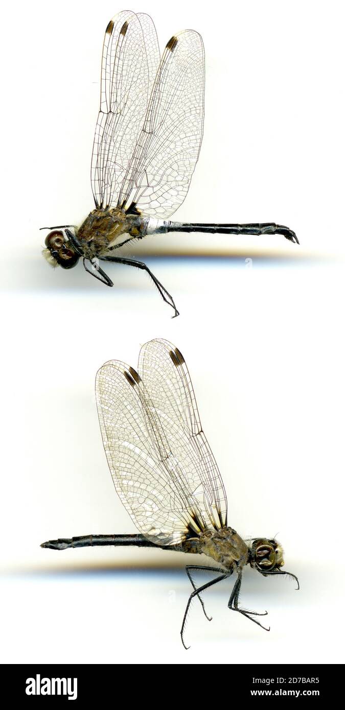 Pond & marsh, Thomas Dolan Pkw., 3.5 mi. S. Dunrobin, Ontario, Canada ...