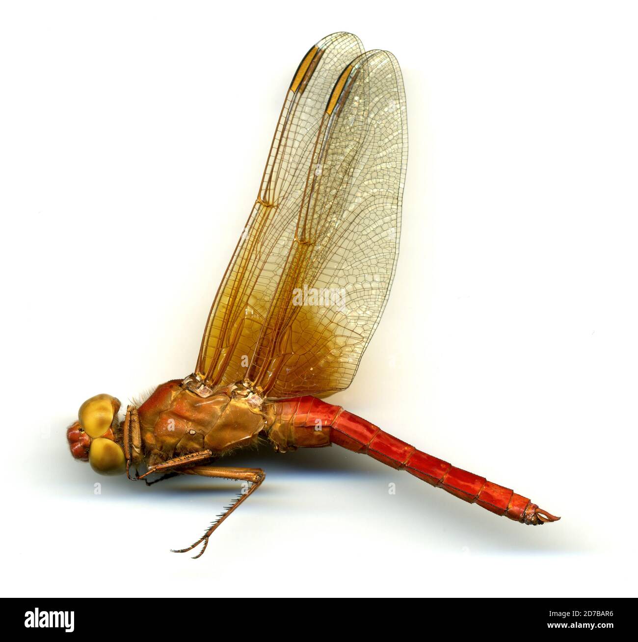 Pond and marsh near headuarters, Muleshoe Ranch (Hookers Hot Springs ...