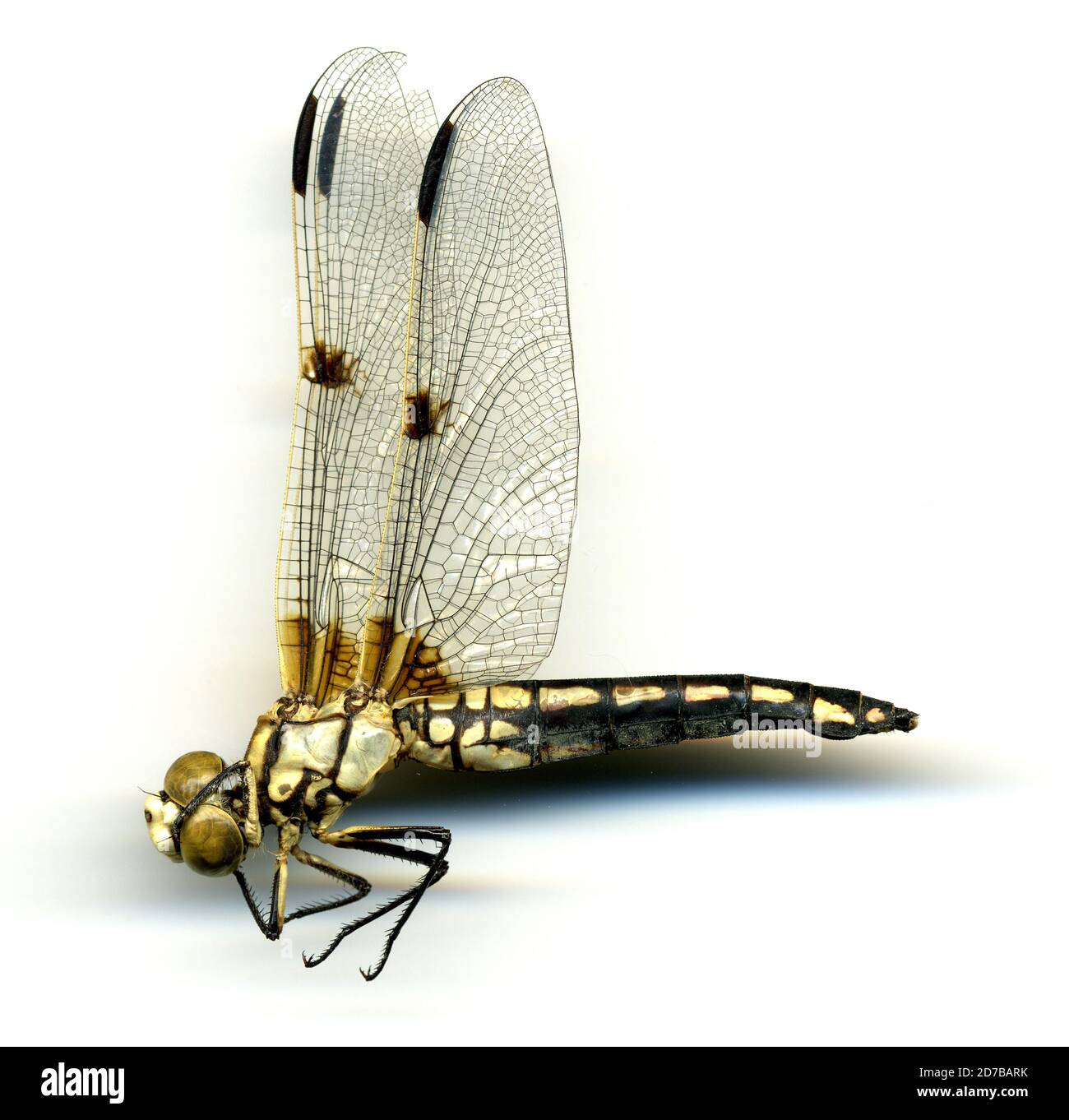 overflow wetlands, Bureau of Land Management's Wildlife Habitat Area ...