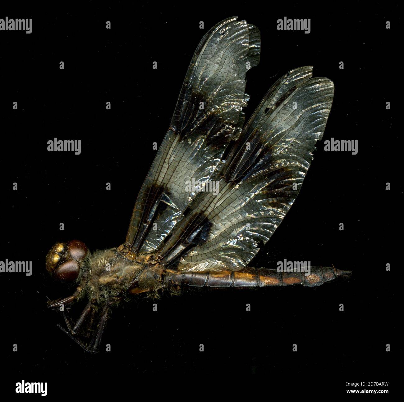 Fort Collins, Colorado, United States, Libellula forensis Hagen, 1861 ...