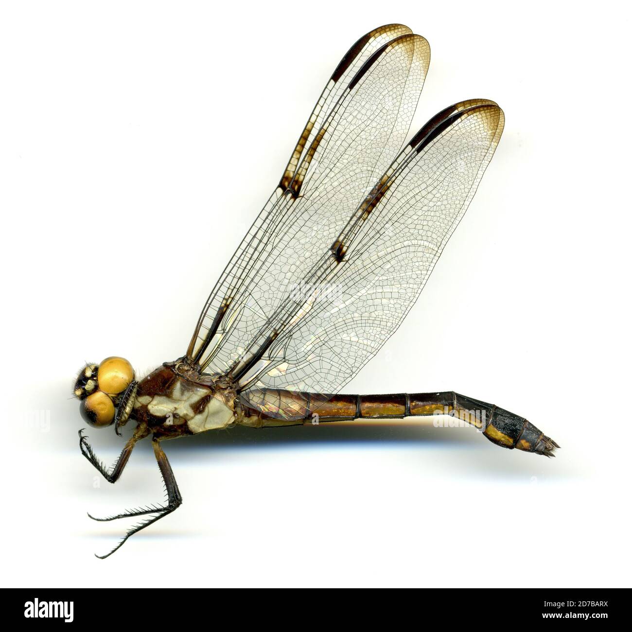 Lebanon state forest Cut Out Stock Images & Pictures - Alamy