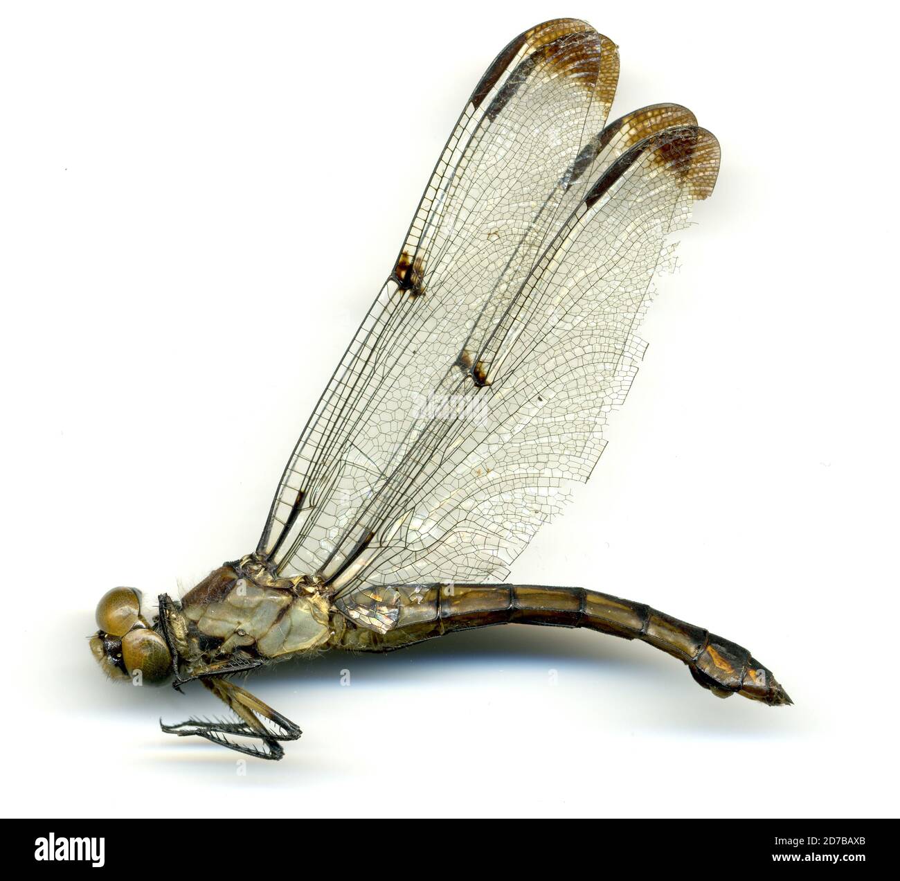 Libellula vibrans fabricius hi-res stock photography and images - Alamy