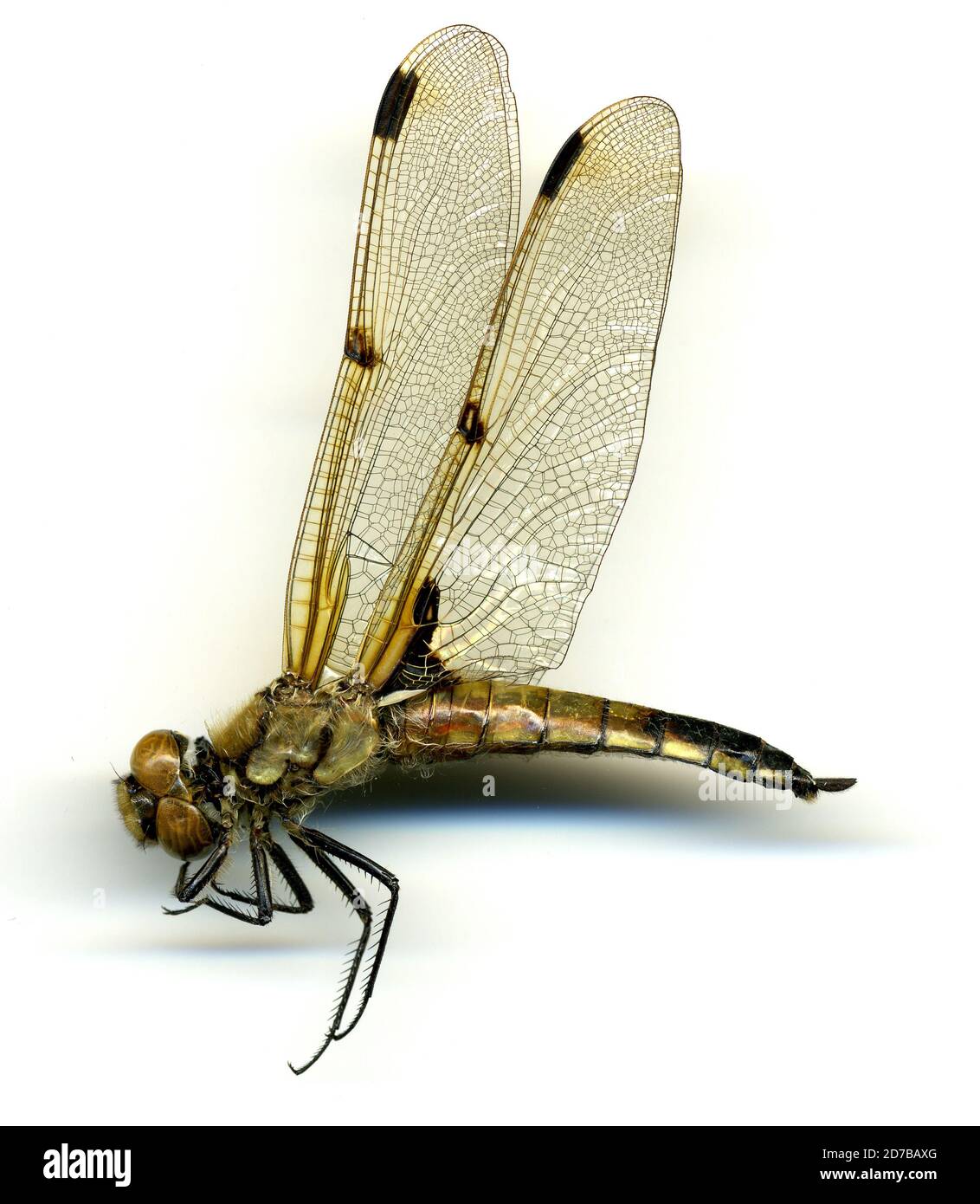 Lake Itasca, Douglas Lodge, Clearwater, Minnesota, United States ...