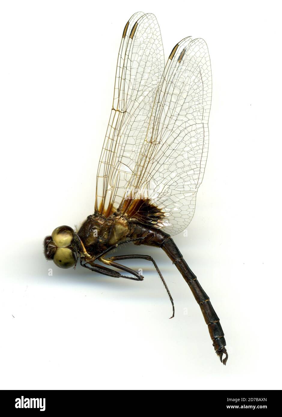 overflow wetlands, Bureau of Land Management's Wildlife Habitat Area ...