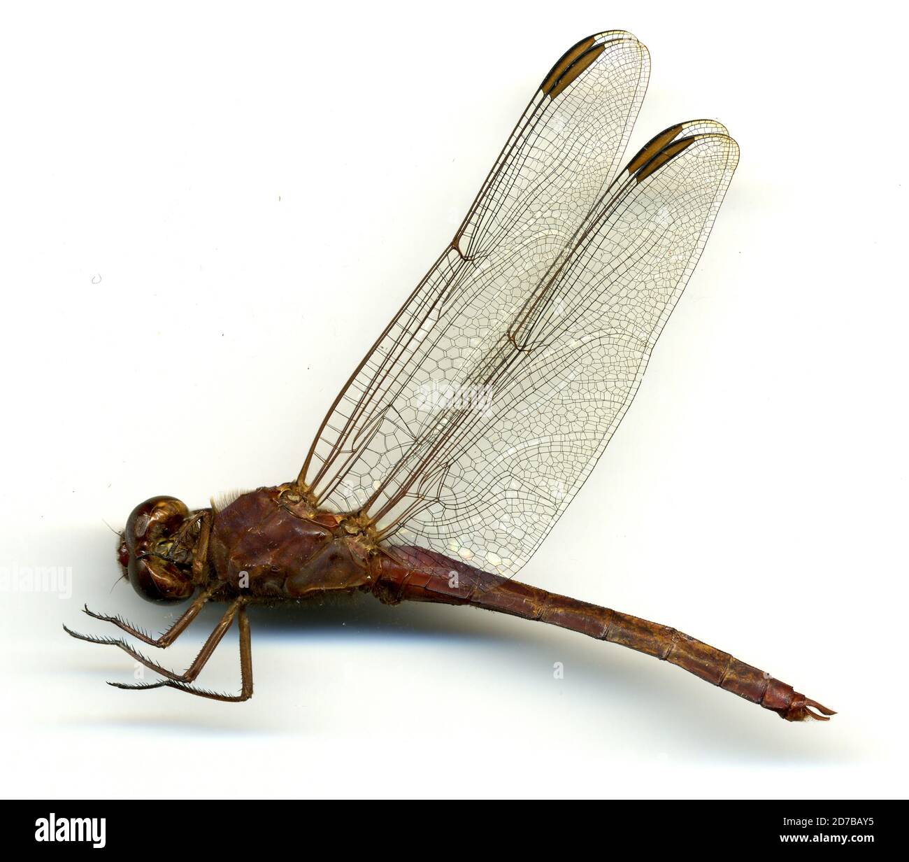 Big pine key Cut Out Stock Images & Pictures - Alamy