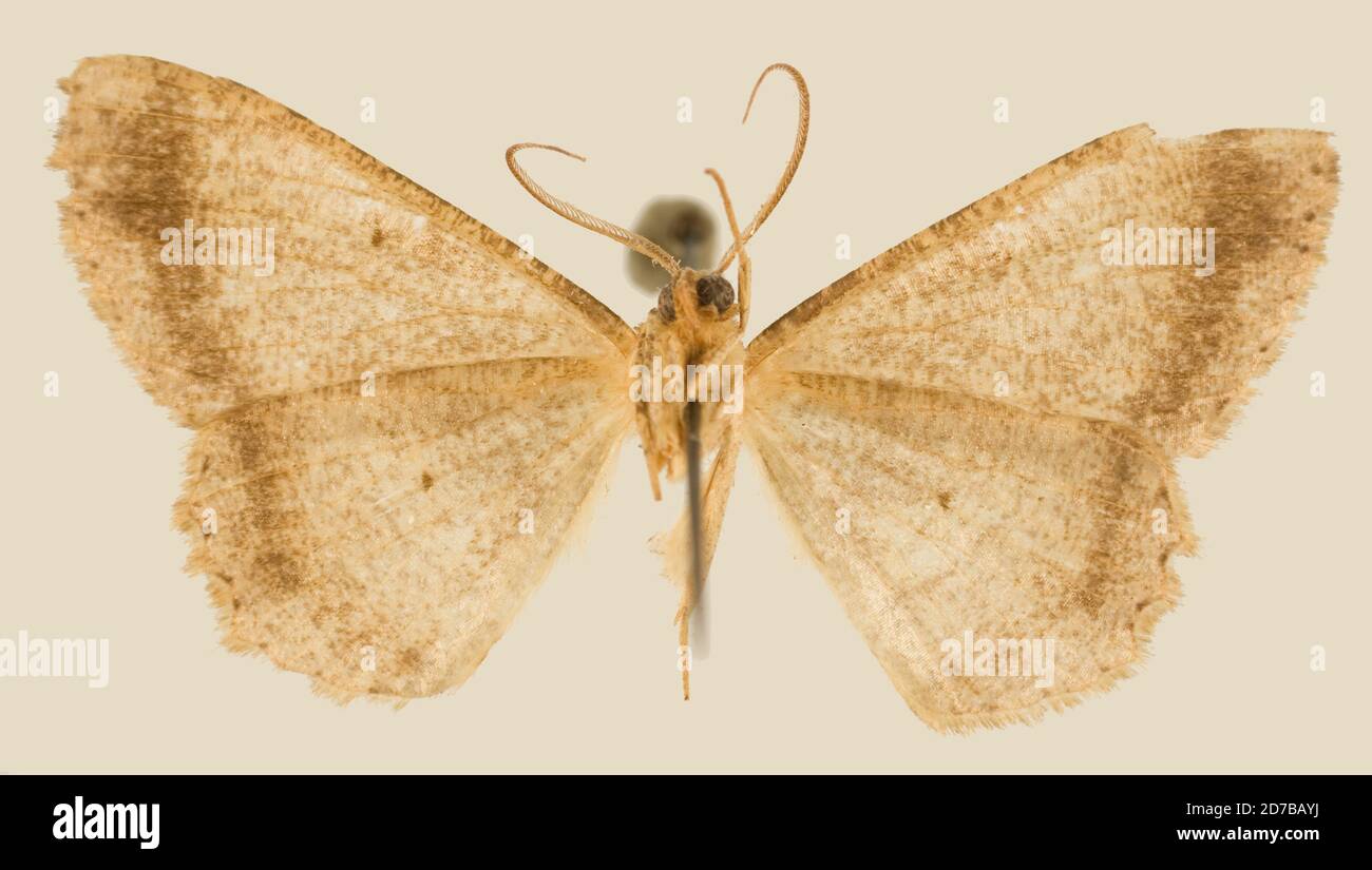 1964 animalia hi-res stock photography and images - Alamy