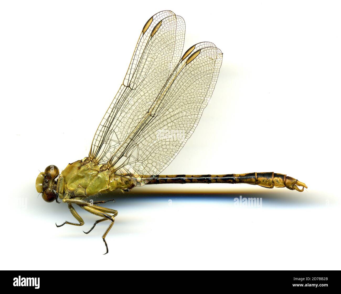 Michoacan, Route 15, km. 206, San Lorenzo. 8 mi. west Tuxpan, Mexico ...