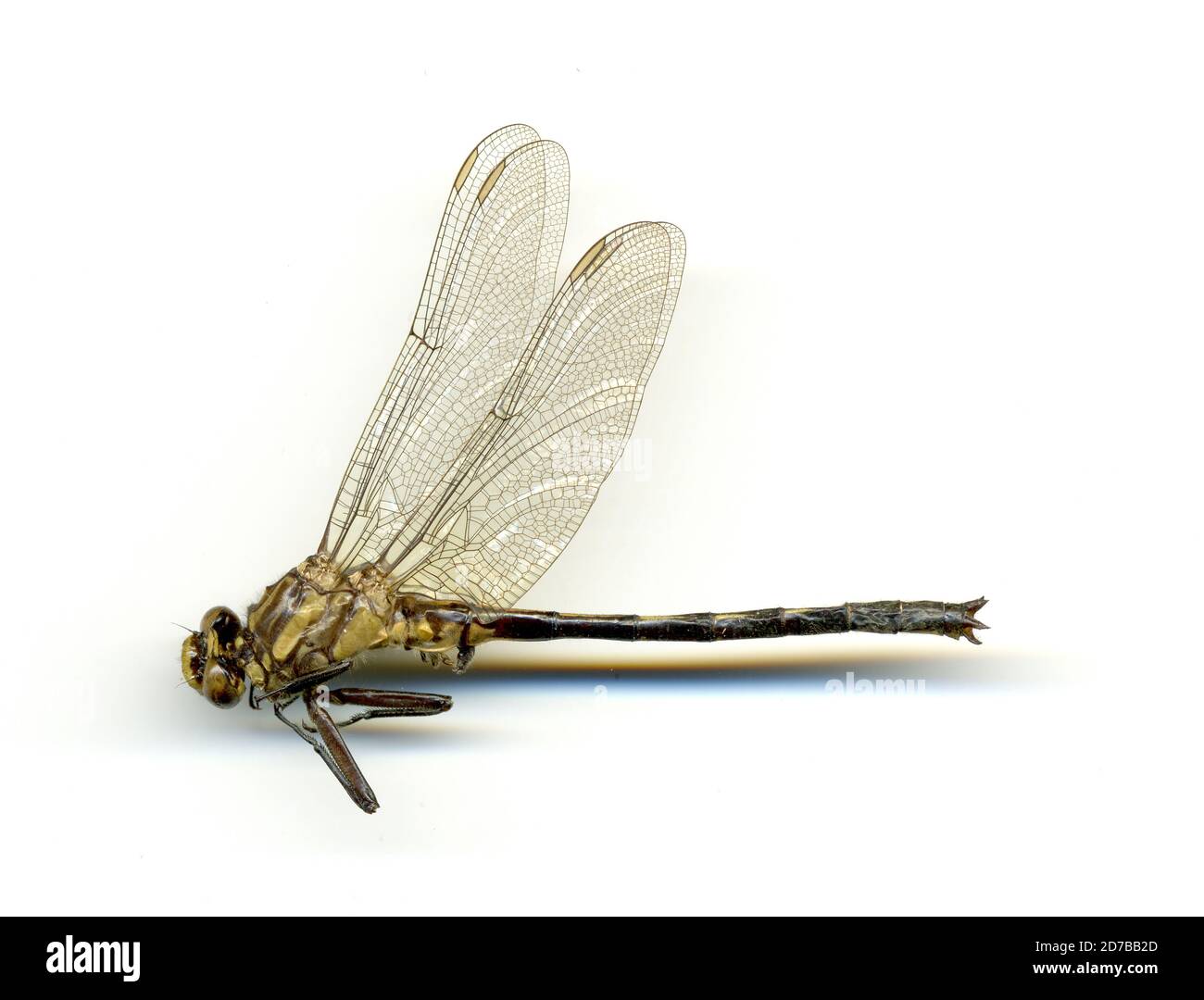 Gomphus descriptus banks hi-res stock photography and images - Alamy