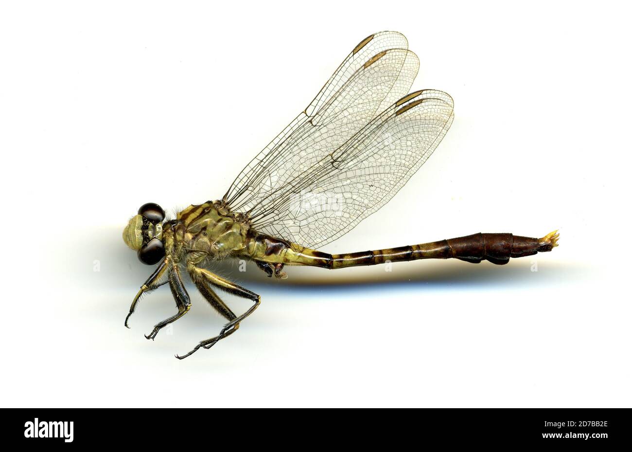 Cleveland, Liberty, Texas, United States, Gomphus maxwelli Ferguson ...