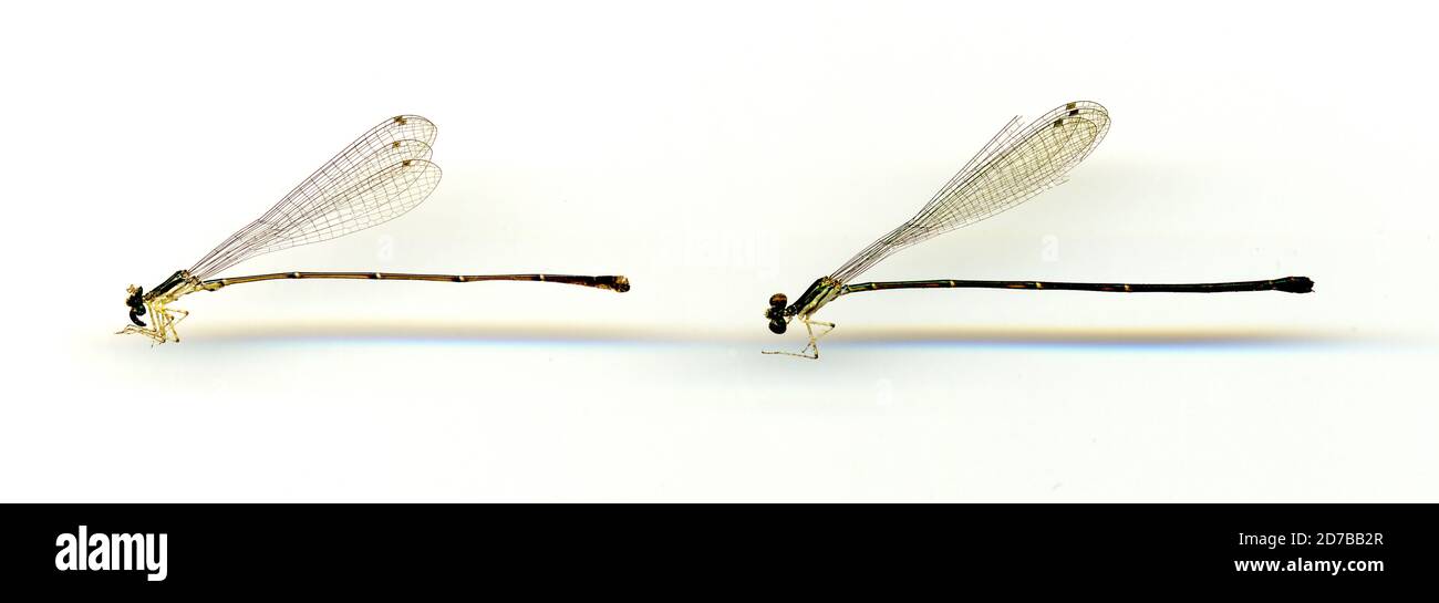 Madre de Dios, Manu, Pakitza, trail two, marker 15, (1st str.), Peru ...