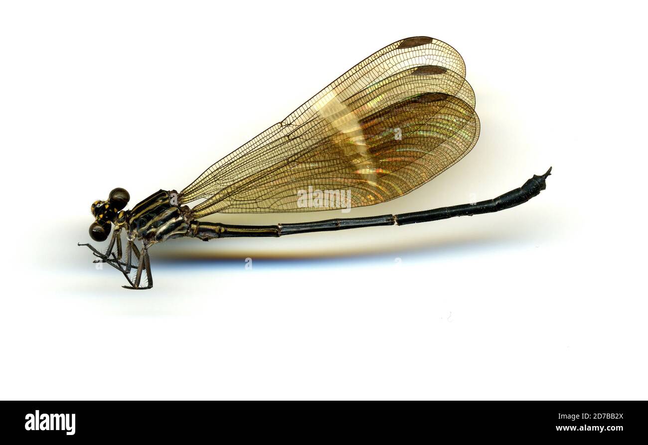 Polythore batesi hi-res stock photography and images - Alamy