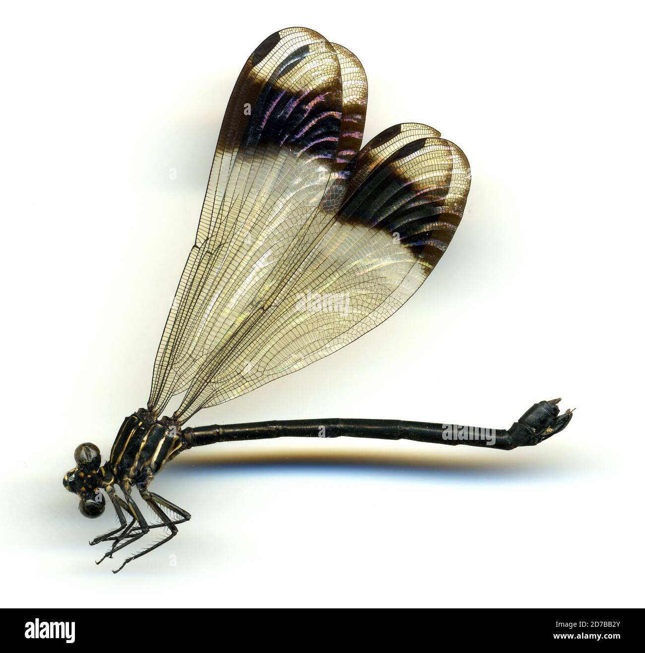 Macas, 58 km N on Hwy 45 (70 km N of Sucua), roadside ditch and tribs ...