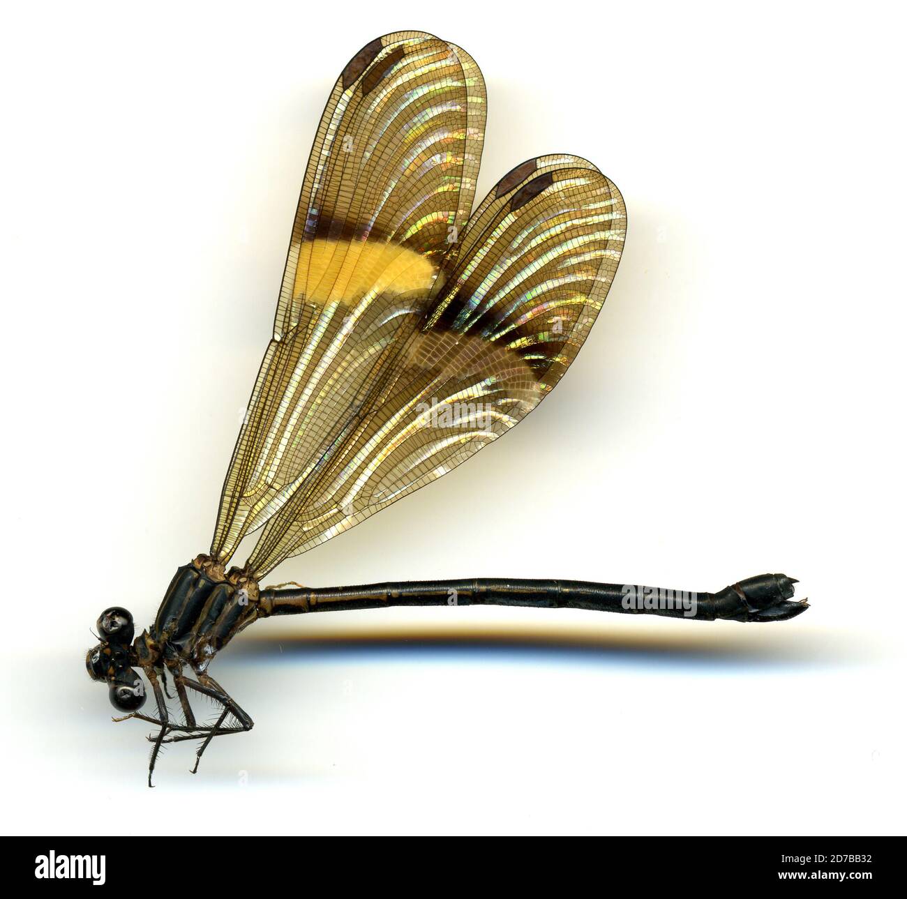 Madre de Dios, Manu, Pakitza, Trail 1, Peru, Polythore manua Bick ...