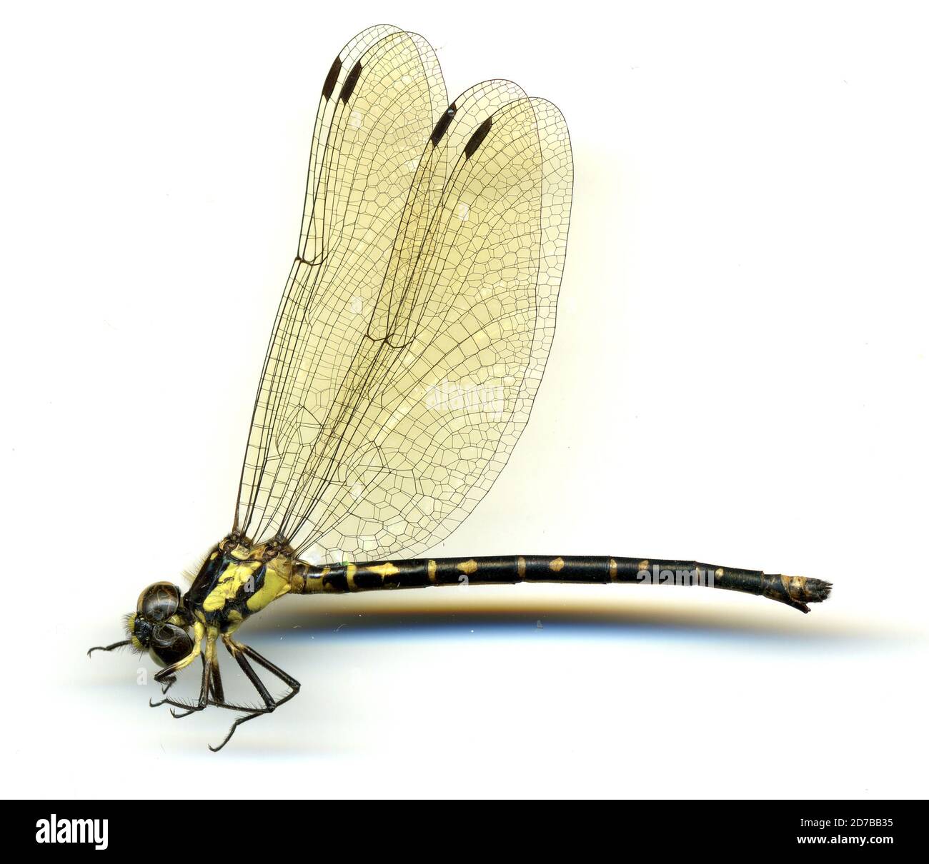 Tallebudgera Creek, 13 mi. W. of Burleigh Heads, Queensland, Australia ...