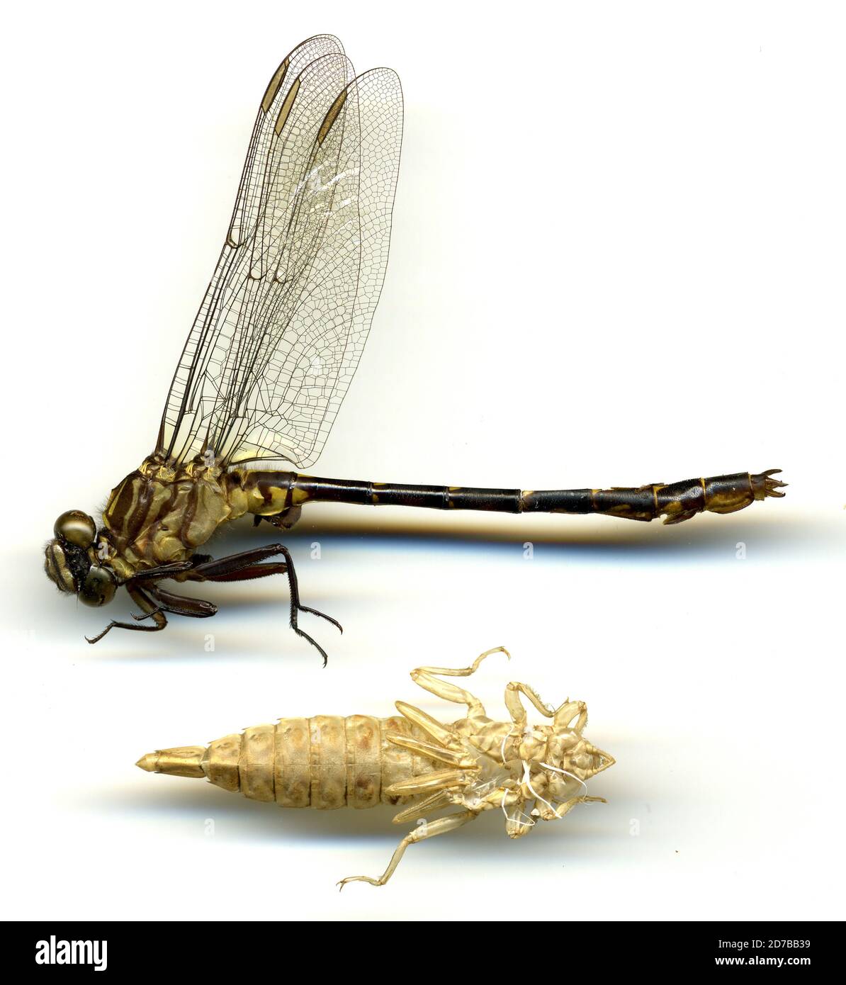 Norway Bay, Quebec, Canada, Gomphus notatus Rambur, Animalia ...