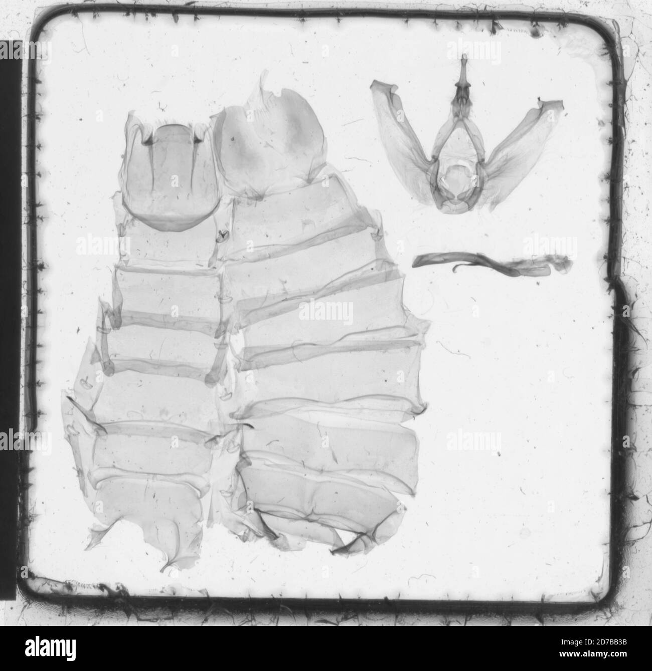 Tuis, Cartago, Costa Rica, Rhuda tuisa Schaus, 1911, Animalia ...