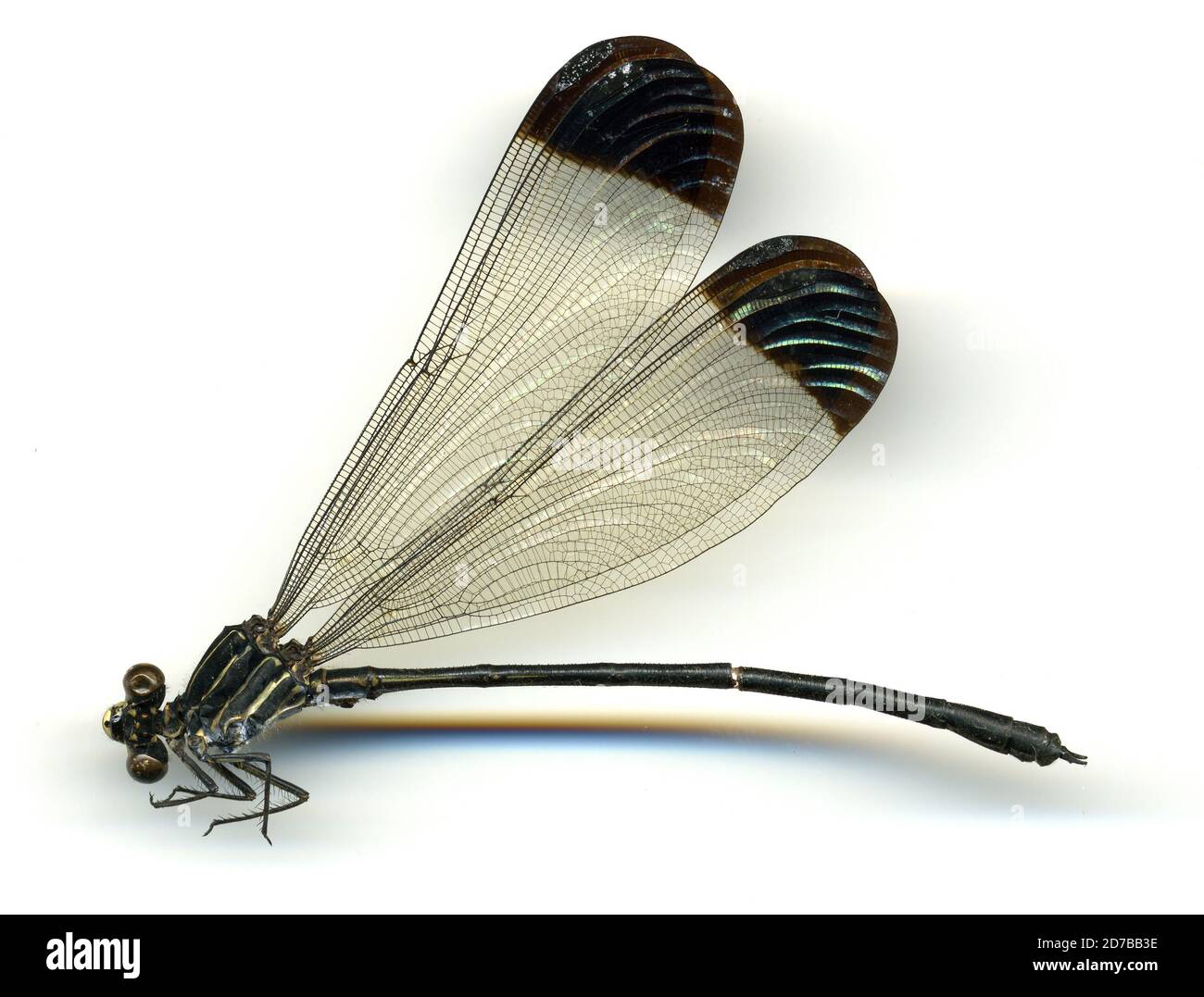 Cordillera de Condor, 20 Km SE Paquisha, Zamora-Chinchipe, Ecuador ...