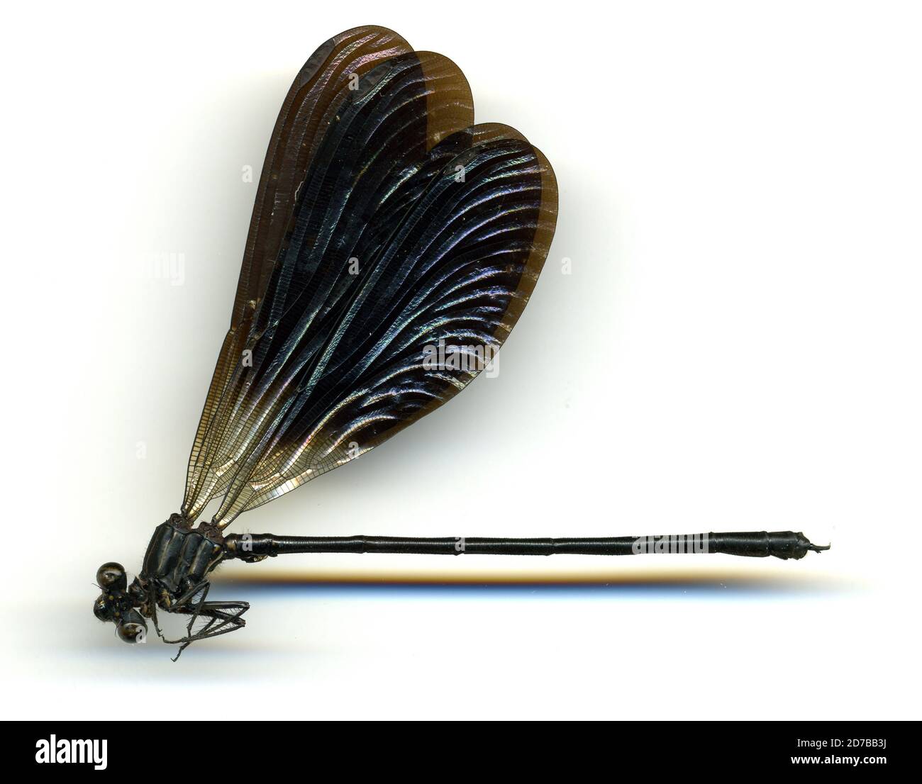 Choco, Km 114, 6 Km E. El Siete, Colombia, Polythore gigantea (Selys ...