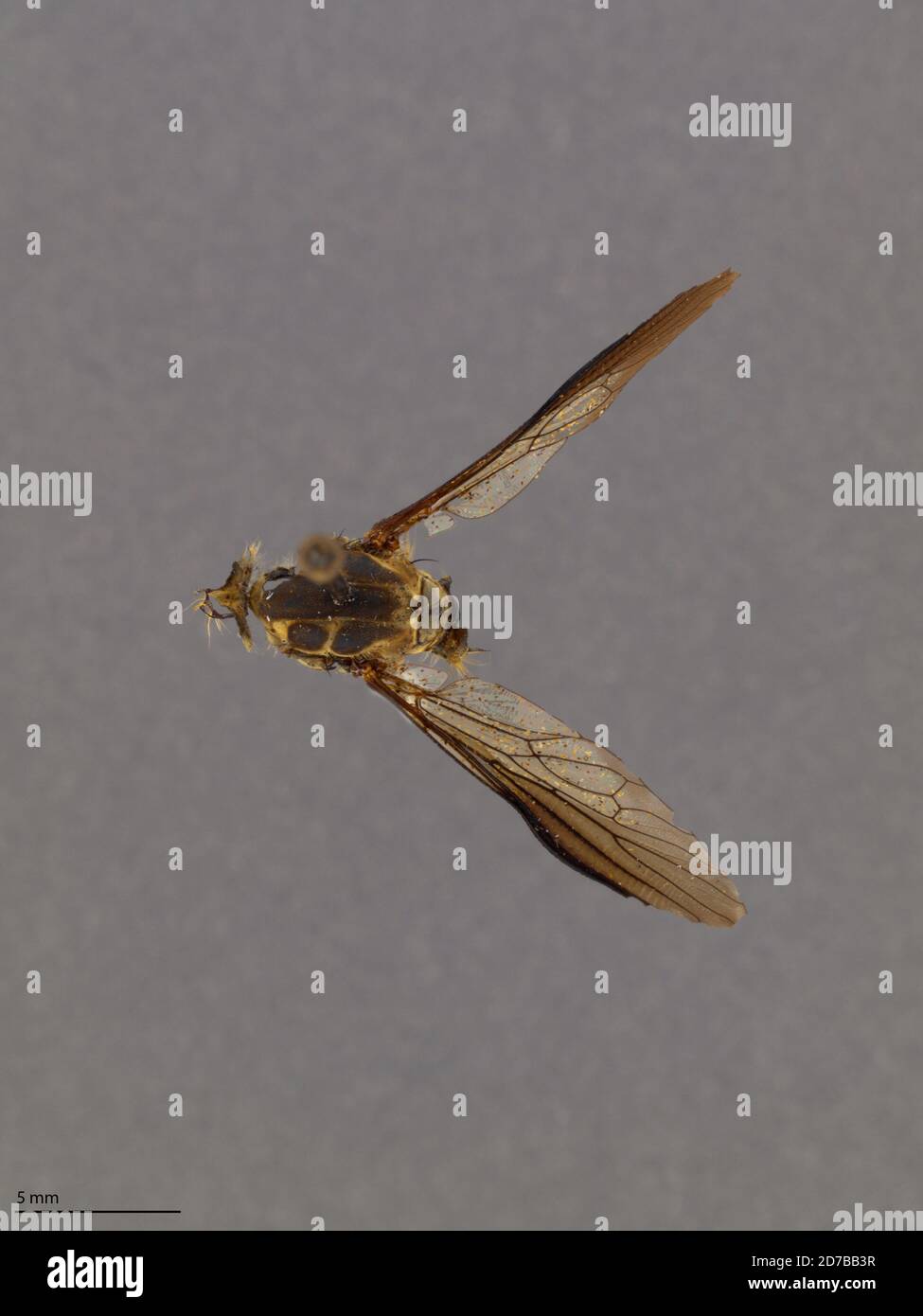 Ommatius falcatus scarbrough hi-res stock photography and images - Alamy