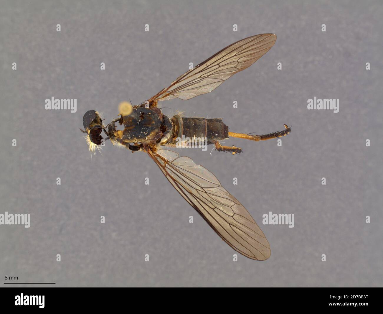Haiti, NE foothills La Hotte, 2400 ft., Haiti, Ommatius cinnamomeus ...